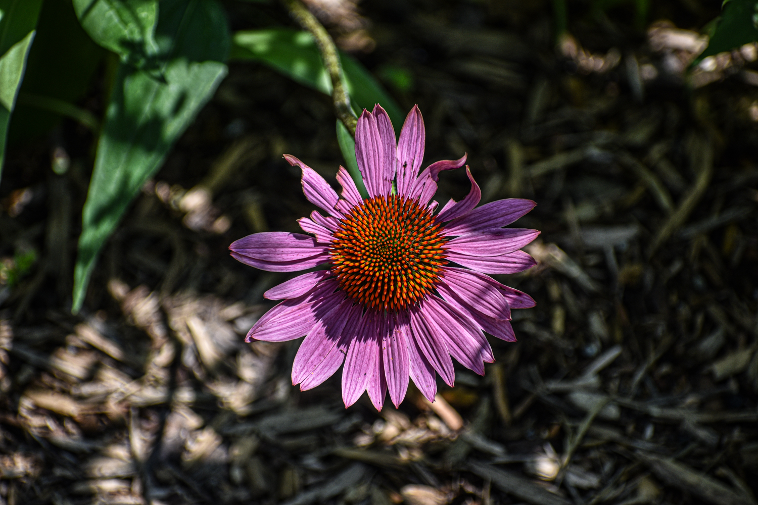 Exploring Birds Birds Attracted To Purple Coneflower exploring-birds-birds-attracted-to-purple-coneflower